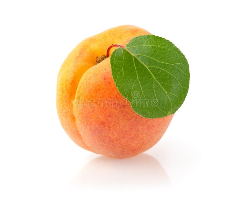 Apricot stock photo. Image of clipping, apricot, food - 32533764