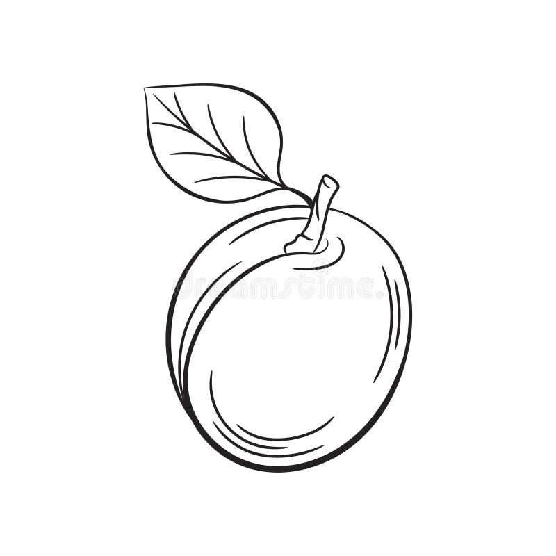 Apricot Sketch. Hand Drawn Fruit Illustration Stock Vector ...