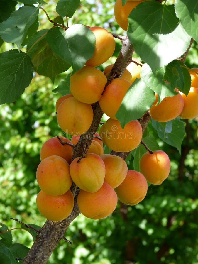 Apricot tree stock image. Image of branch, food, health - 10707277