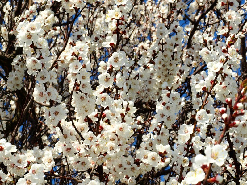 Apricot tree stock image. Image of wildlife, apricot - 13917367