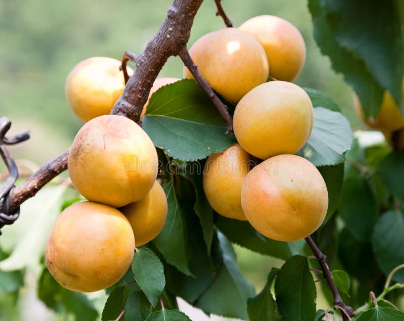 Apricot tree stock photo. Image of summer, orchard, green - 15075424