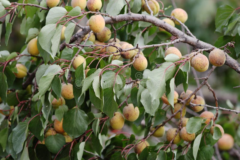 Apricot-tree. stock photo. Image of crop, apricot, palateble - 6433866