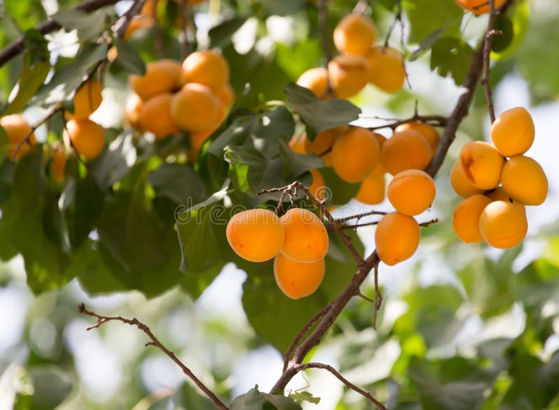 Apricot tree stock image. Image of park, apricot, nice - 106830861