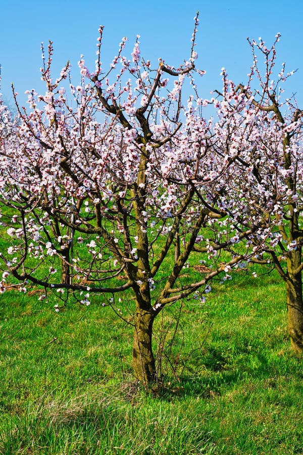 Apricot Tree in Bloom stock photo. Image of apricots - 114232054