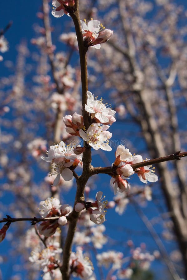Apricot Tree Blossoms stock photo. Image of pink, fruit - 72758306