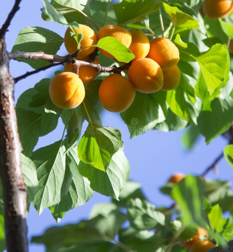 Apricot tree branch stock photo. Image of selective, leaf - 73043218