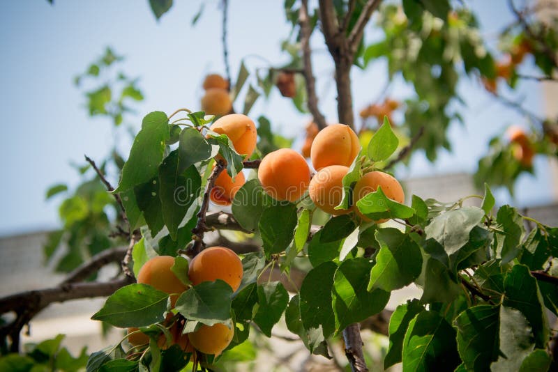 Apricot tree branches stock image. Image of branches - 97581515
