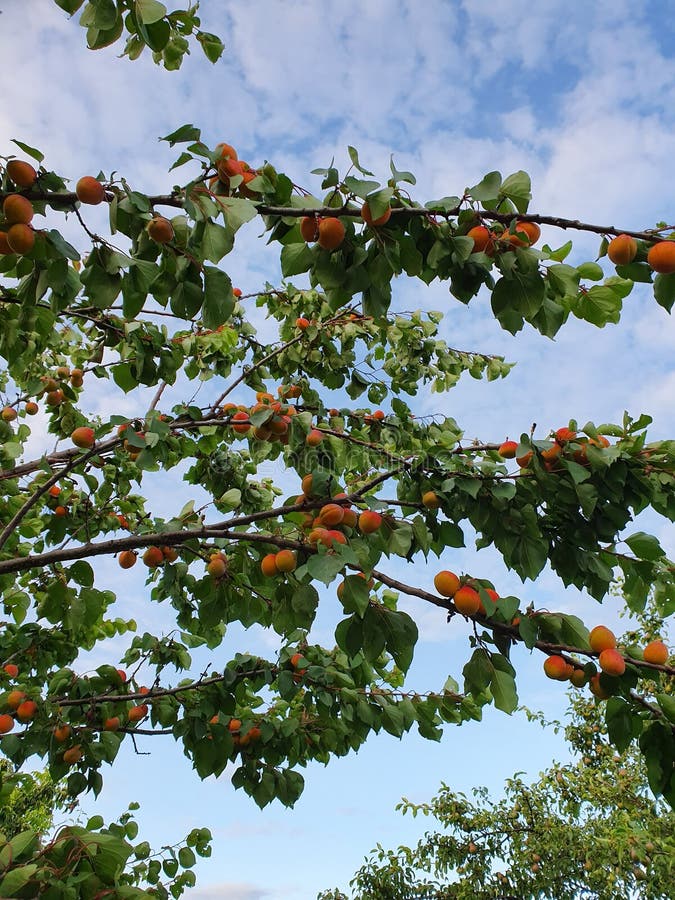 Tree Brunch At Sunset Over Colorful Sky Stock Image - Image of round ...