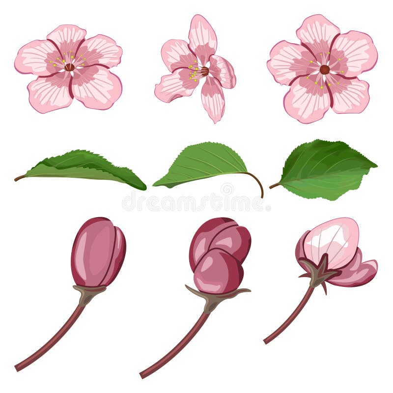 Apricot tree elements stock vector. Illustration of petal - 55227147