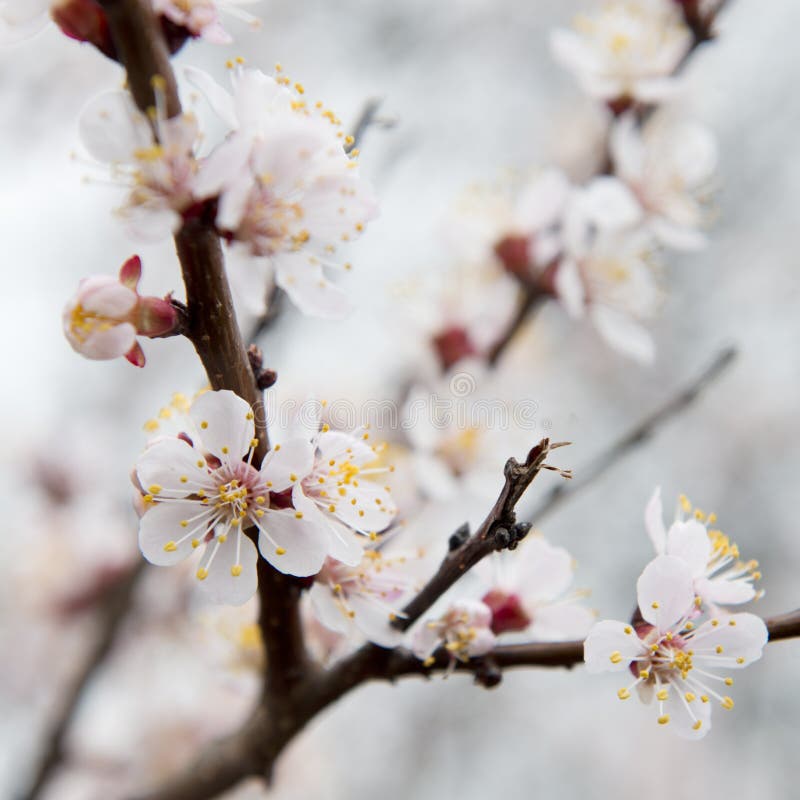 Apricot tree flowers stock image. Image of plant, peach - 43929383
