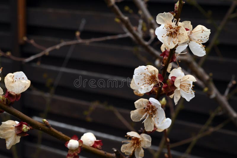 Apricot Tree Flowers Damaged by Late Frost. Stock Photo - Image of ...
