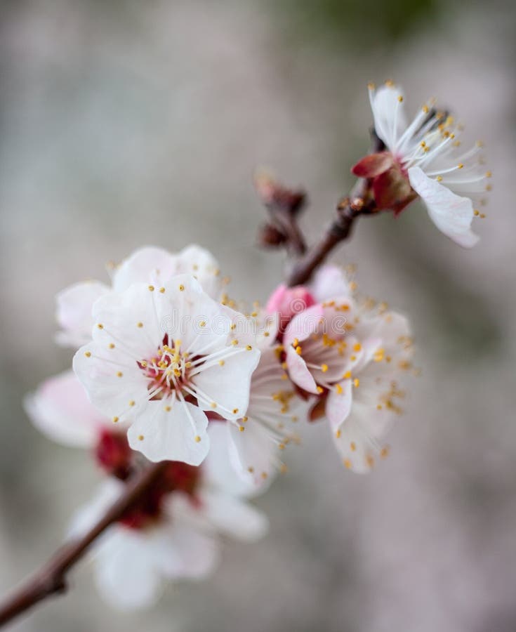 Apricot tree flowers stock image. Image of forest, garden - 149333619