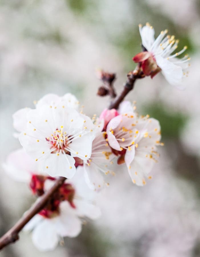 Apricot tree flowers stock photo. Image of forest, pink - 149352094