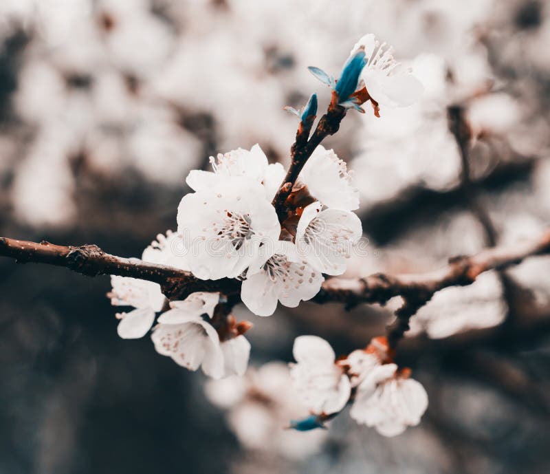 Apricot Tree Flowers. Spring White Flowers on a Tree Branch. Apricot ...