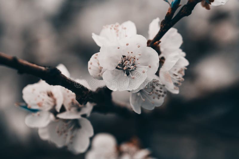Apricot Tree Flowers. Spring White Flowers on a Tree Branch. Apricot ...
