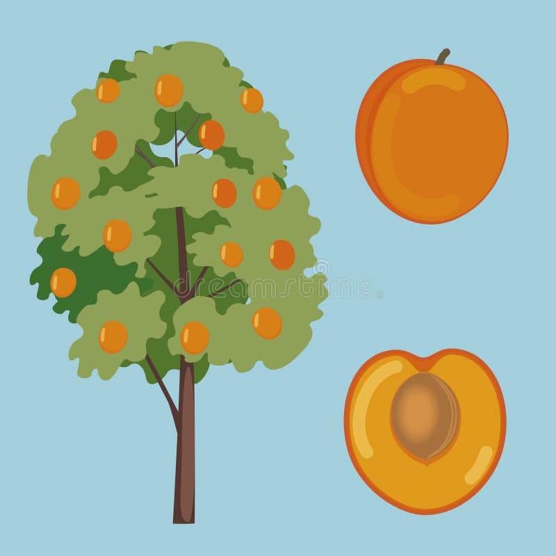 Apricot Tree and Fruit Vector Set Stock Vector - Illustration of ...