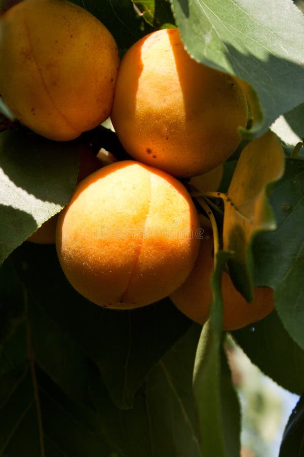 Apricot tree with fruits stock photo. Image of nutrition - 57331706
