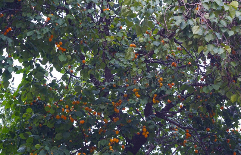 The Apricot Tree Has a Lot of Fruit Stock Image - Image of branch ...