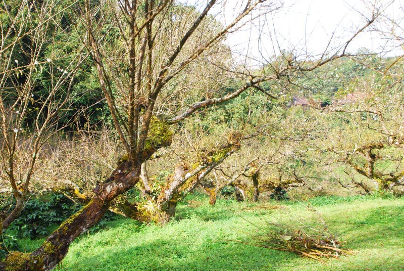 Apricot tree stock image. Image of beauty, aroma, agriculture - 35562475