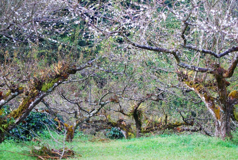Apricot tree stock image. Image of freshness, blooming - 35562021