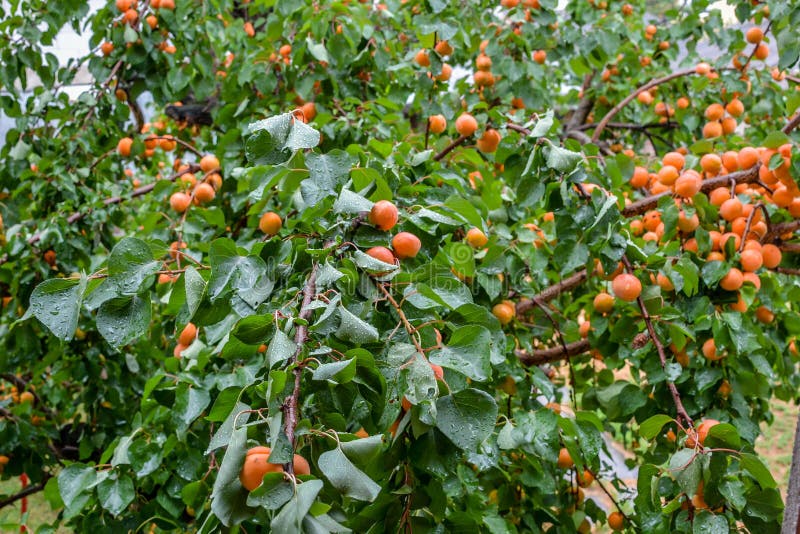Apricot tree stock photo. Image of leaves, tree, agriculture - 97711790