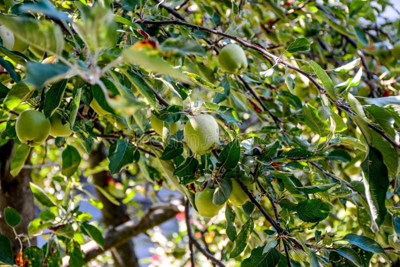 Apricot tree stock image. Image of green, vegetables - 97750553