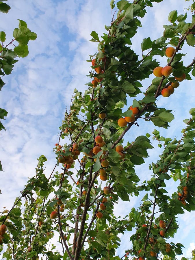 Apricot tree stock image. Image of tree, apricot, summer - 152761693