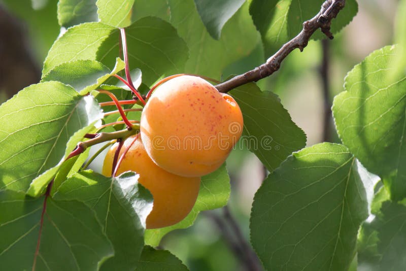 Apricot tree stock photo. Image of italy, fruits, carotenoids - 42292150