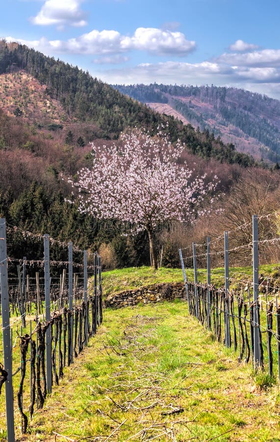 Vineyard in the spring stock image. Image of vineyard - 125437107