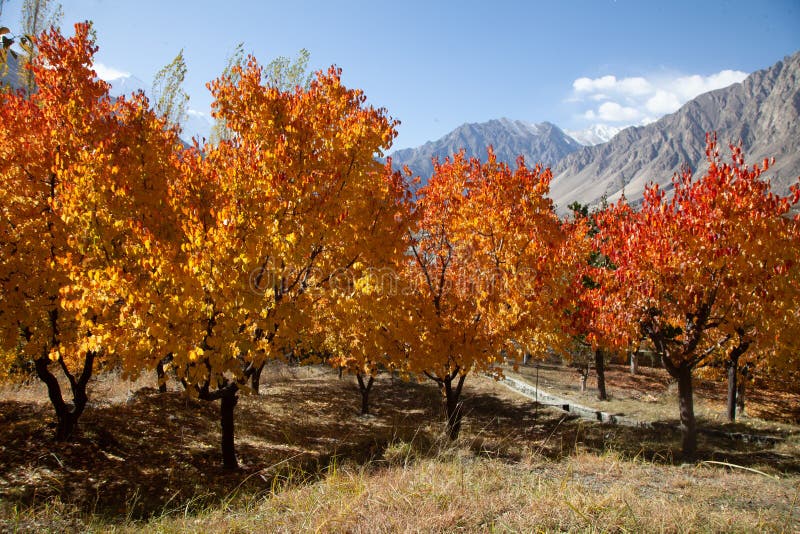 Apricot autumn stock photo. Image of yellow, apricot - 79329330