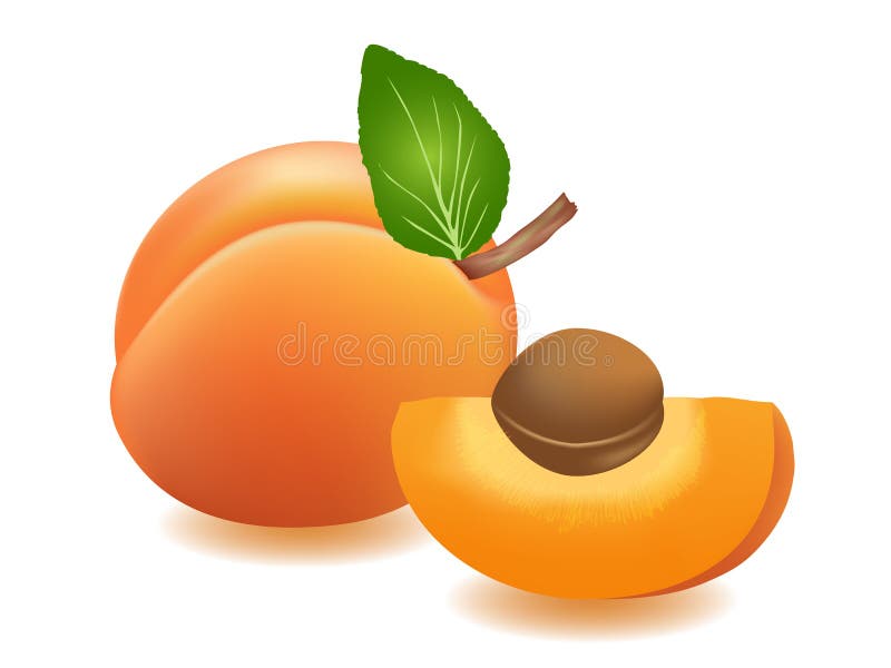 Apricot stock vector. Illustration of branch, flora, green - 32221984
