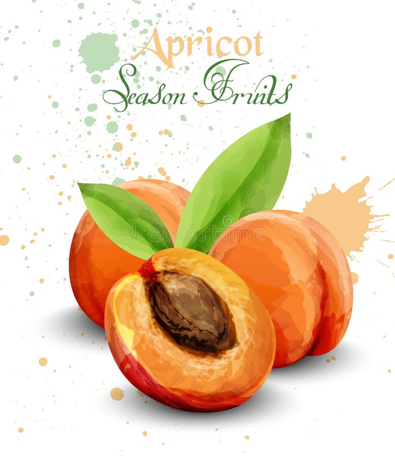 Apricot Watercolor Vector. Delicious Fruit Handmade Design Templates ...