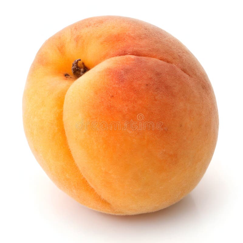 Apricot on White Background Stock Illustration - Illustration of fruit ...