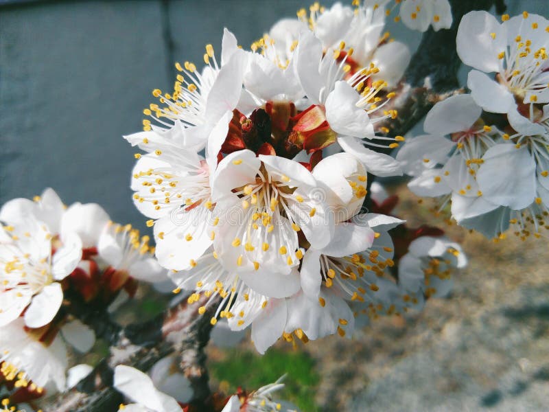 Apricot White Flowers, Spring 2016 Stock Photo - Image of spring ...