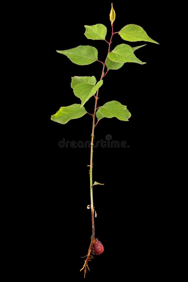 Apricot Young Tree with Root Stock Photo - Image of horticulture, flora ...