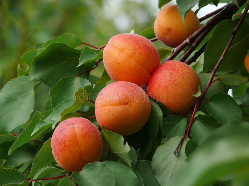 Apricot 6 stock photo. Image of plant, ripe, crops, farm - 14876192