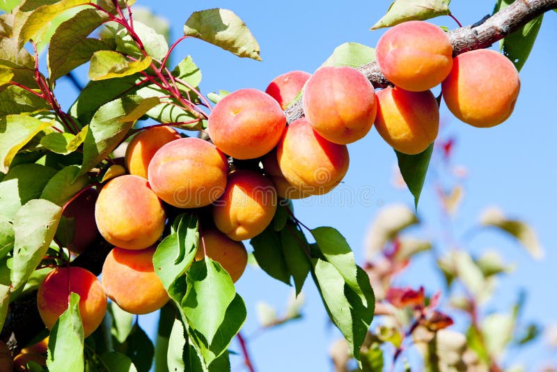 Apricots stock image. Image of orchards, orange, apricots - 5819895
