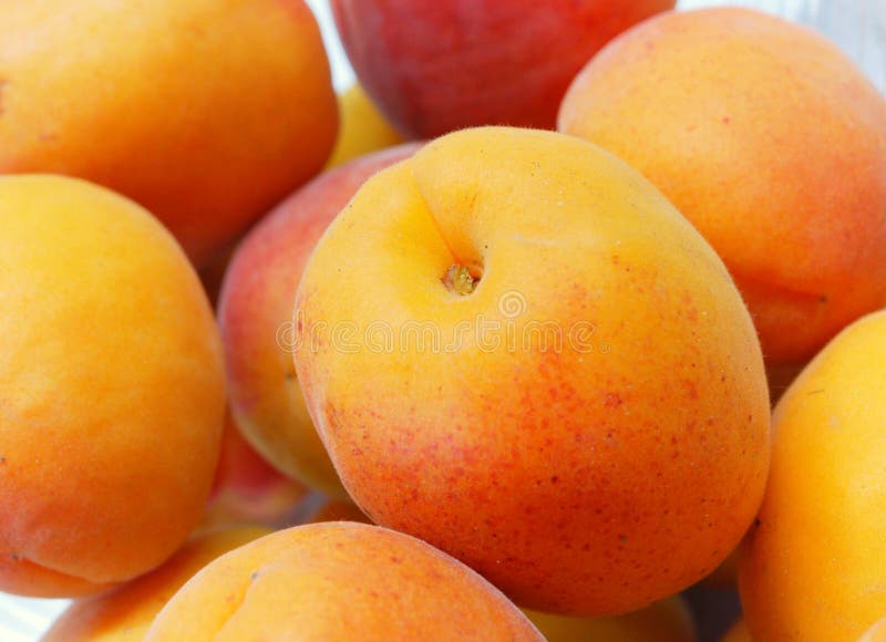 Apricots stock image. Image of fruits, health, fruity - 15312463