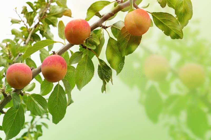 Apricots stock image. Image of yellow, fruit, apricot - 18374319