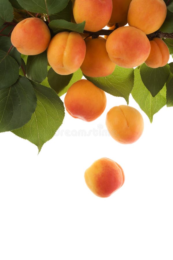 Apricots stock photo. Image of background, eating, leaves - 20155354