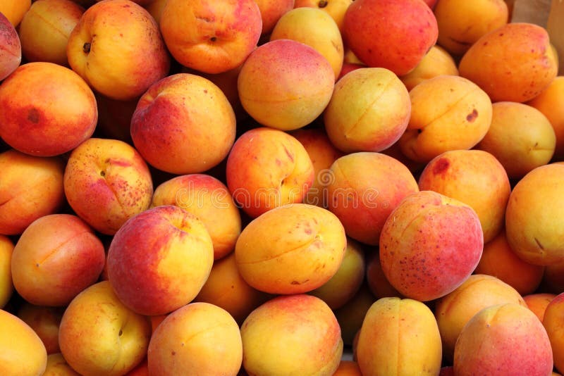 Apricot tree with fruits stock photo. Image of fields - 2161758