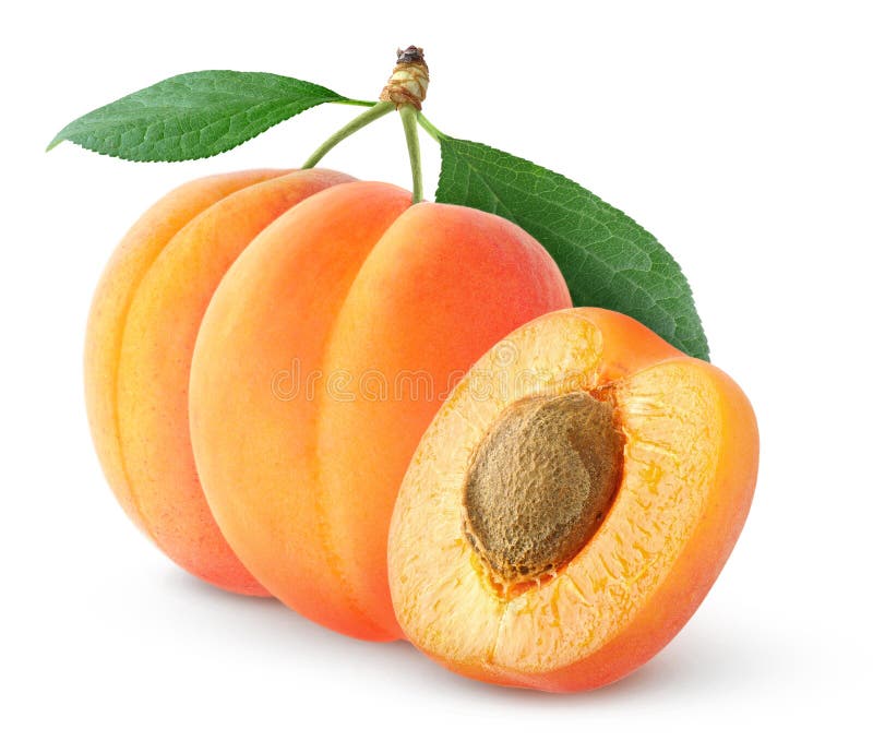Apricots stock image. Image of tree, outdoors, closeup - 100534857