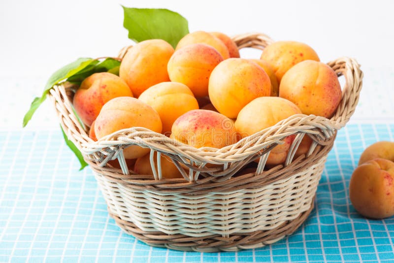 Apricots stock photo. Image of rural, nutrition, garden - 25849688