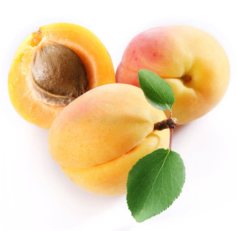 Apricots stock image. Image of tree, outdoors, closeup - 100534857