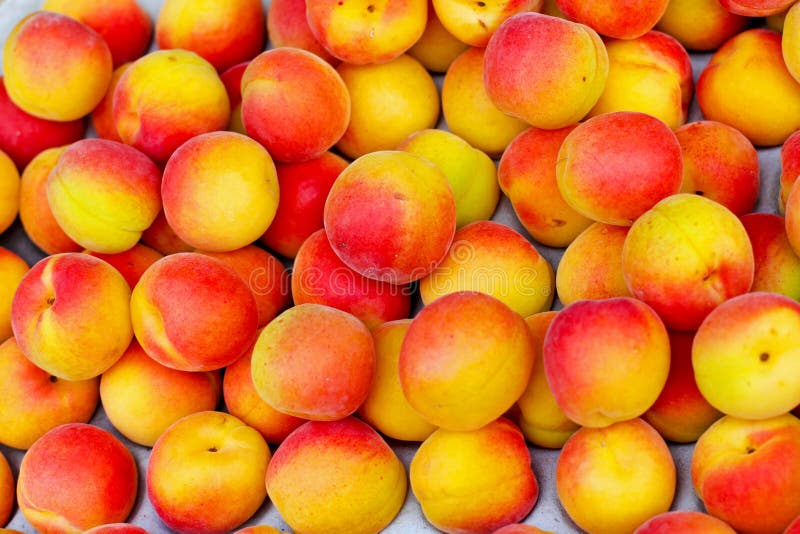Apricots stock photo. Image of apricots, peach, market - 98219304