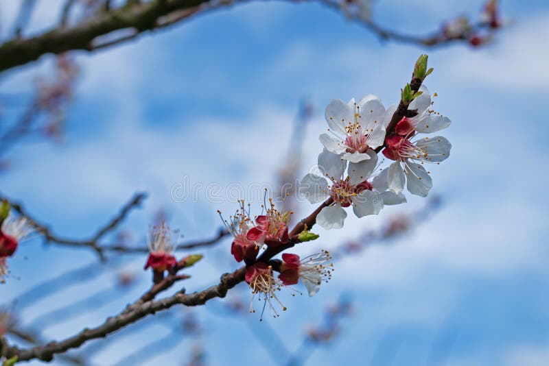Apricot Tree in Bloom stock photo. Image of apricots - 114232054