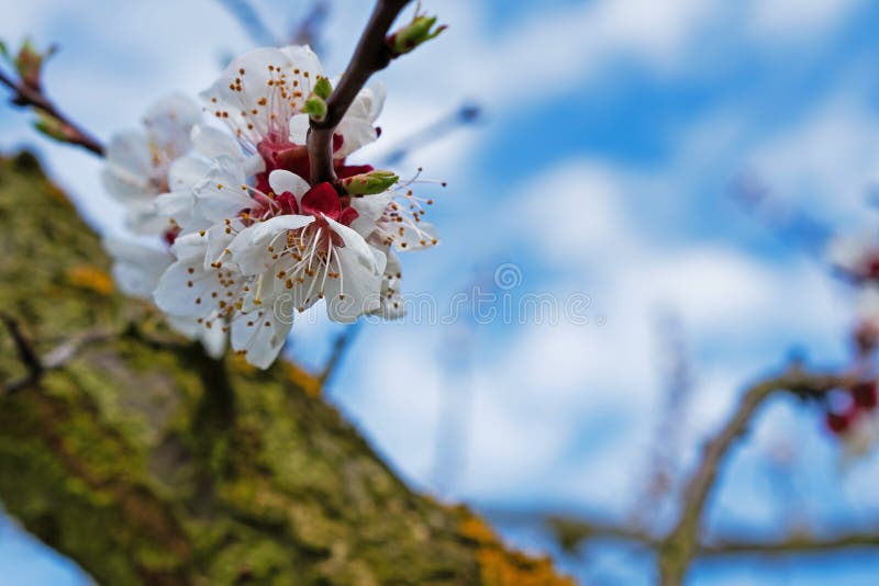 Apricot Tree in Bloom stock photo. Image of apricots - 114232054