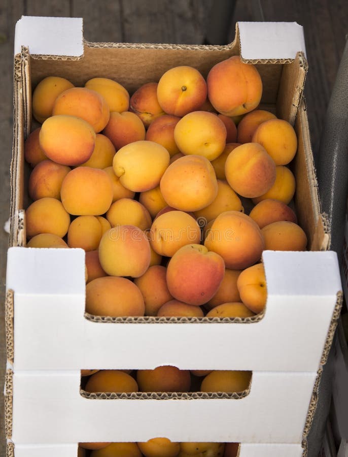 Apricots. stock photo. Image of healthy, boxes, fruit - 93287838