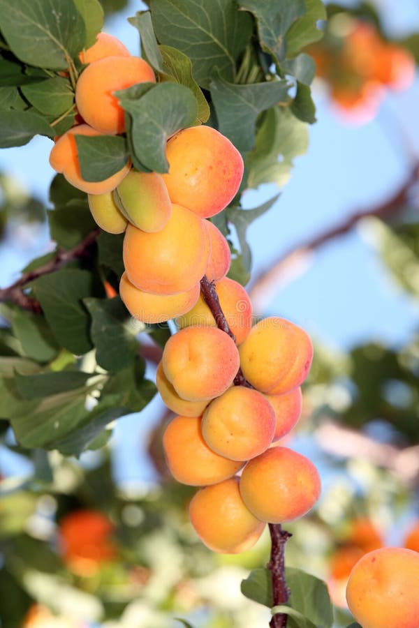 Apricots on a branch stock image. Image of apricots, tree - 6065935