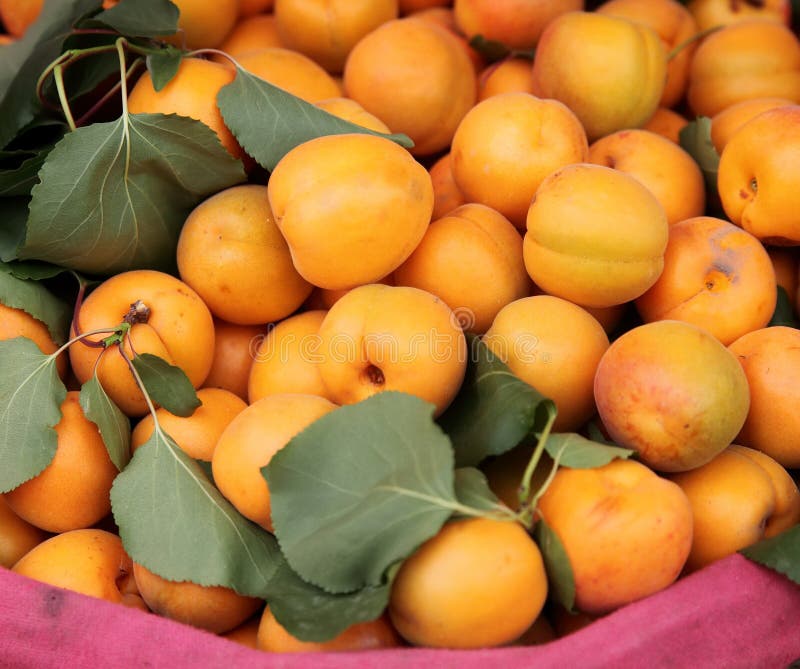 Ripe Red Apricots Hanging on the Branches Stock Photo - Image of fruits ...